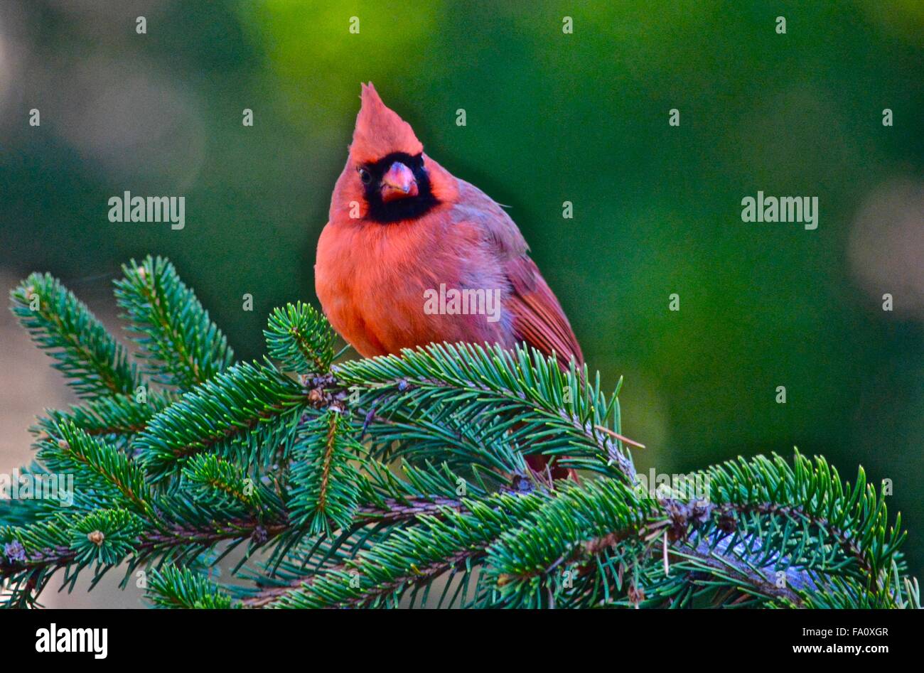 Cardinal, male northern, bird,nature, wildlife Stock Photo - Alamy