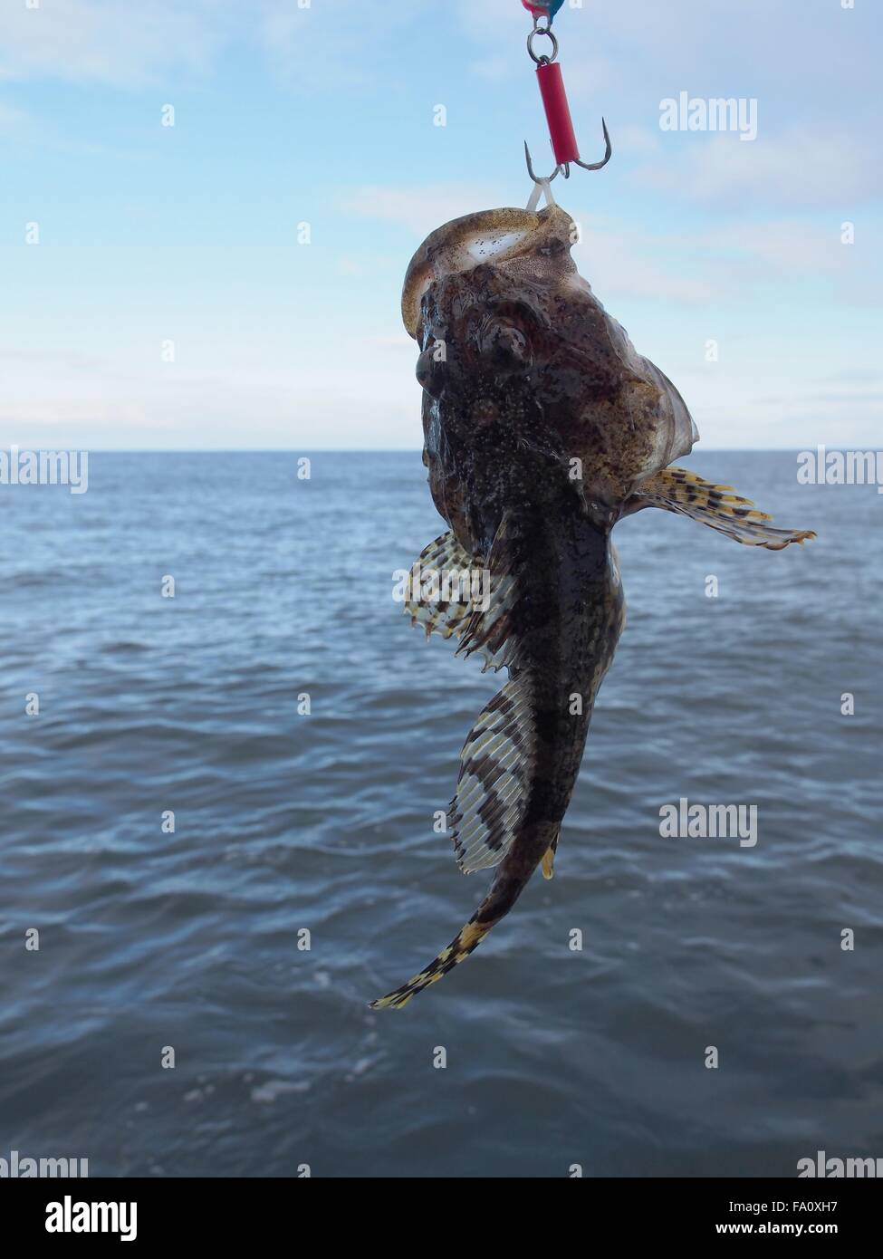 Seadevil anglerfish hi-res stock photography and images - Alamy