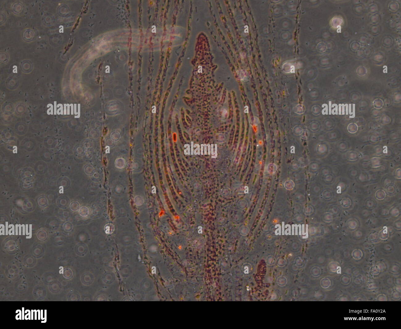 Biological sample cells and bacteria, plant, microb under microscopy ...