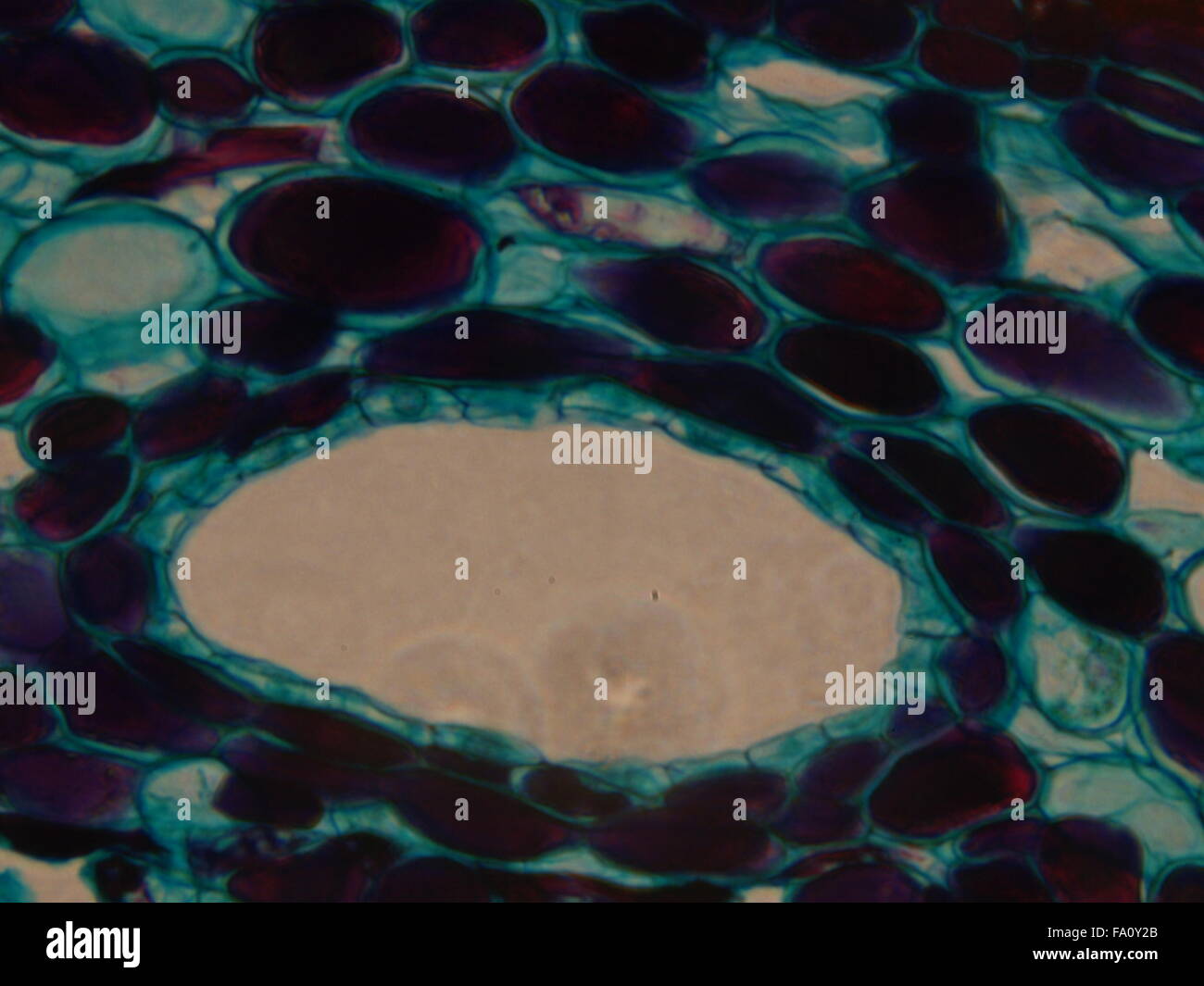 Biological sample cells and bacteria, plant, microb under microscopy ...