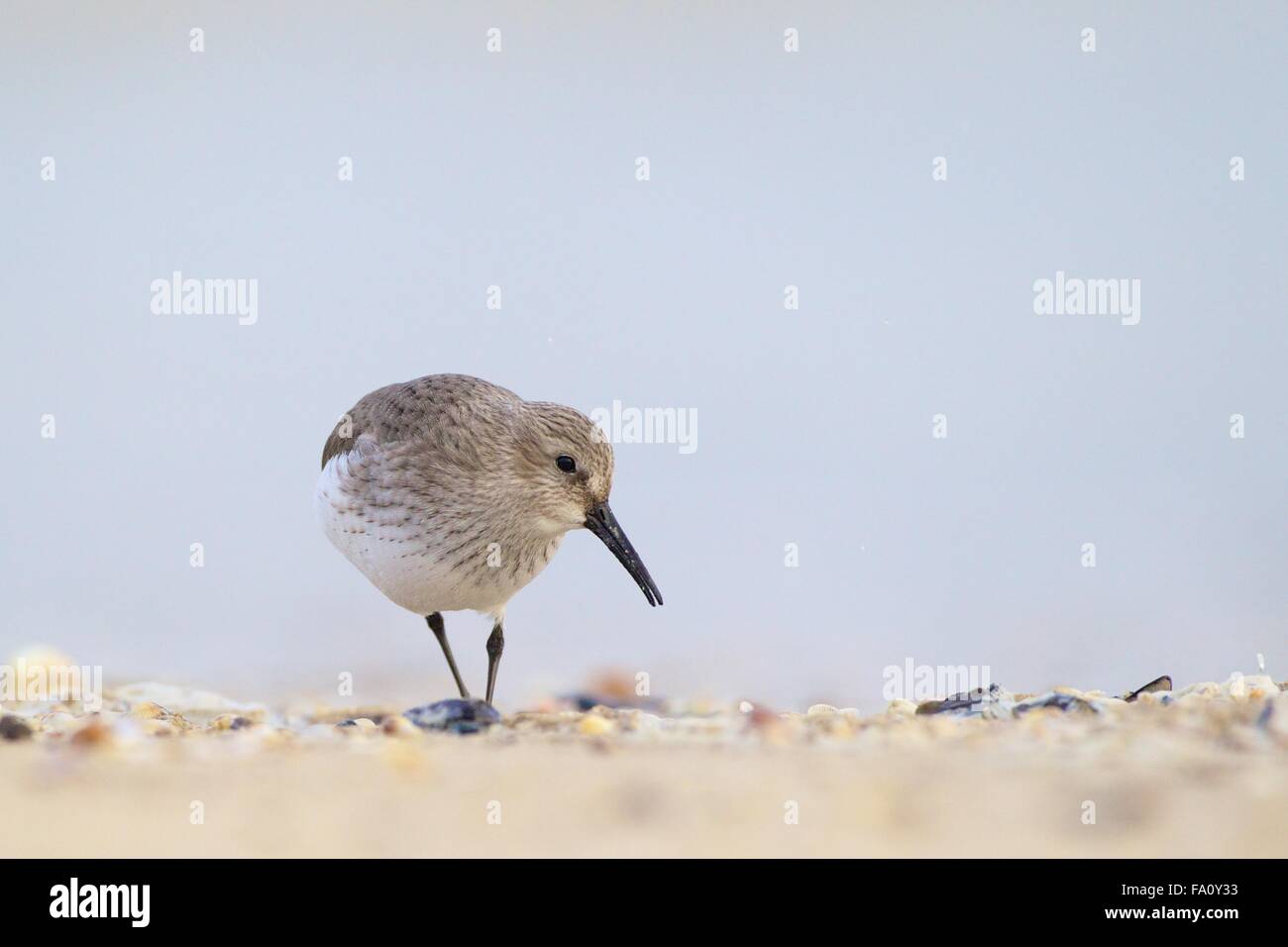Dunlin kent winter hi-res stock photography and images - Alamy