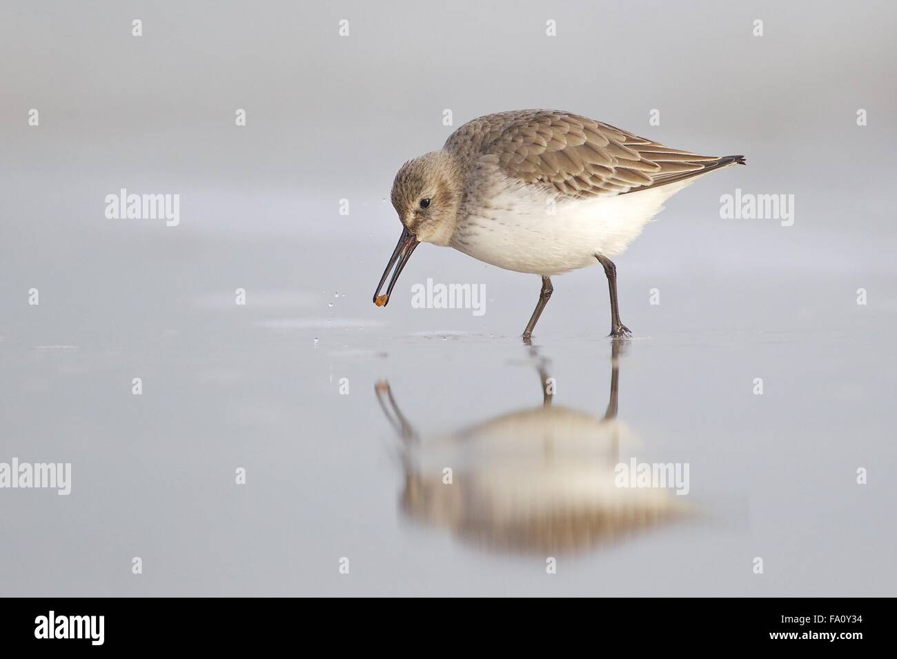 Dunlin - Calidris alpina - juvenile, first winter plumage feeding along ...