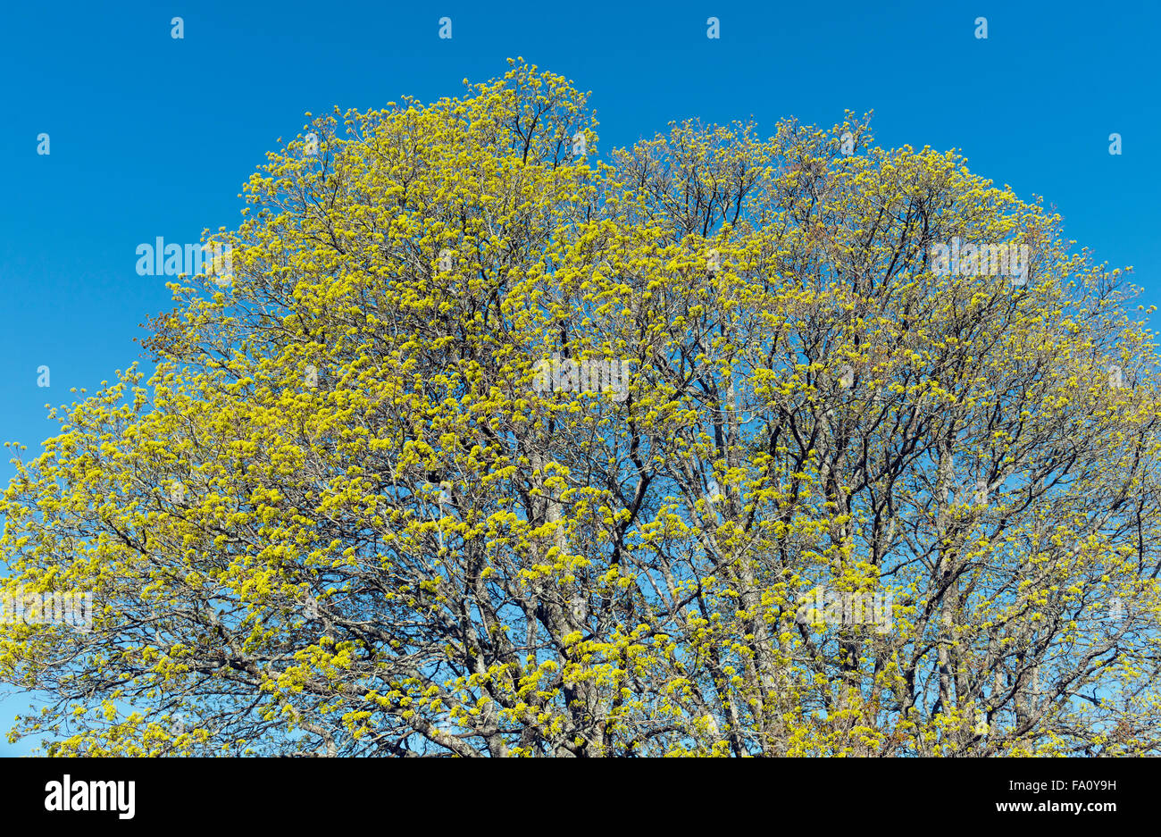 Canopy of maple trees hi-res stock photography and images - Alamy
