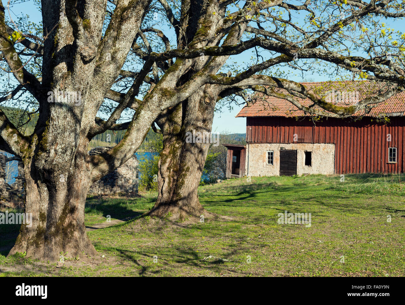 Old barn and maple trees Stock Photo - Alamy