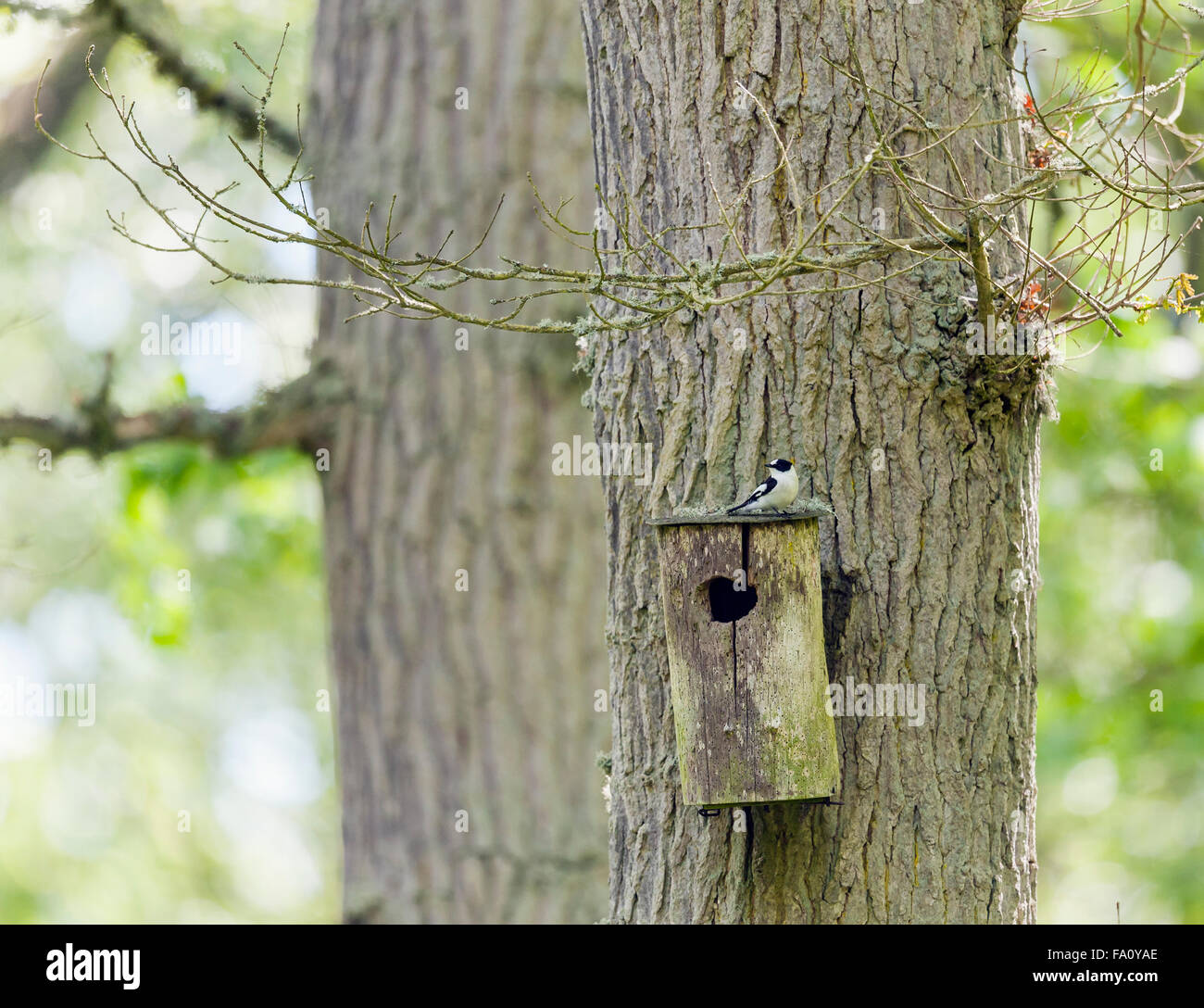 Collared flycatcher hi-res stock photography and images - Alamy