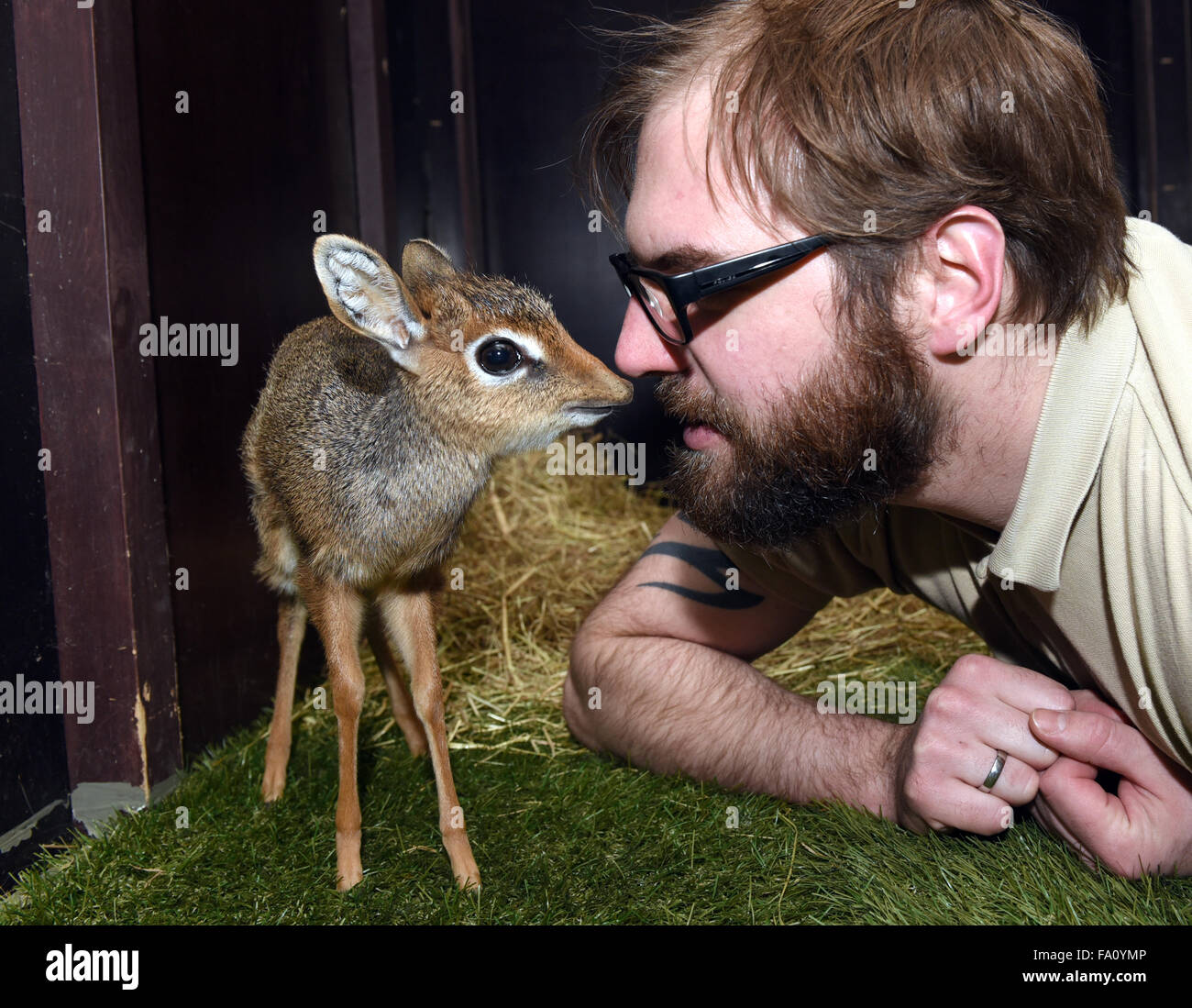 Duisburg, Germany. 18th Dec, 2015. dpa EXCLUSIVE - Nearly six-week-old ...