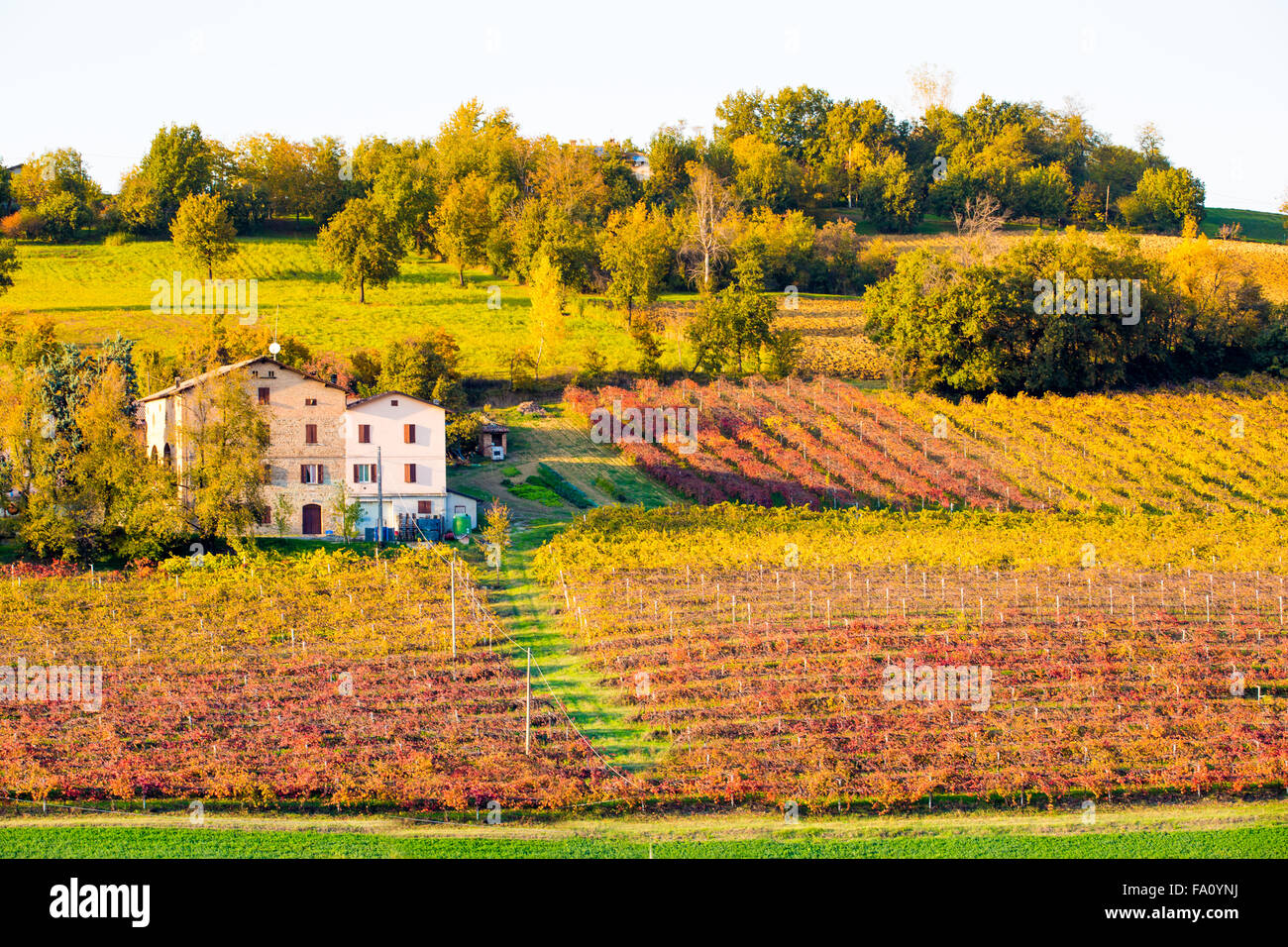 Castelvetro di Modena, autumn scene, colorful vineyards in the ...