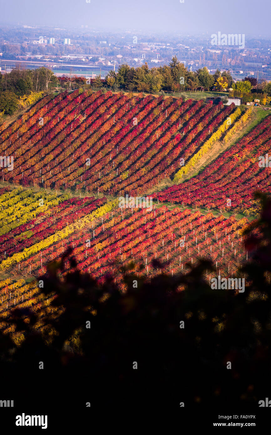 Castelvetro vineyard hi-res stock photography and images - Alamy