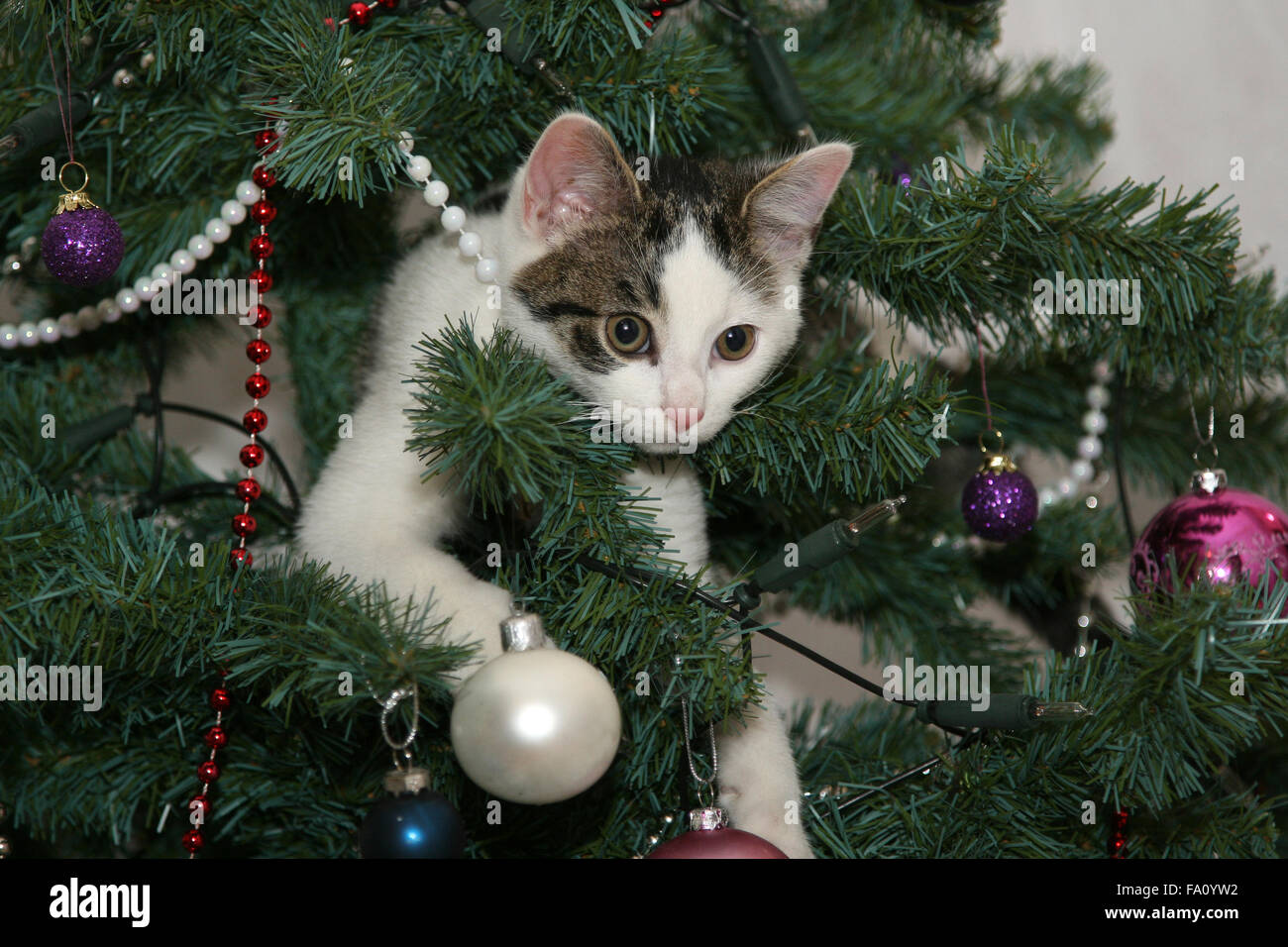 Young kitten playing in a Christmas tree on it's first Christmas Stock ...