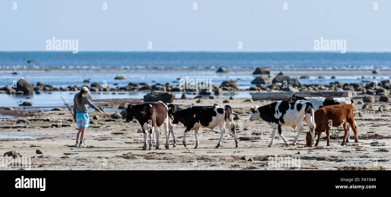 Cows domestic animals mammals hi-res stock photography and images - Alamy