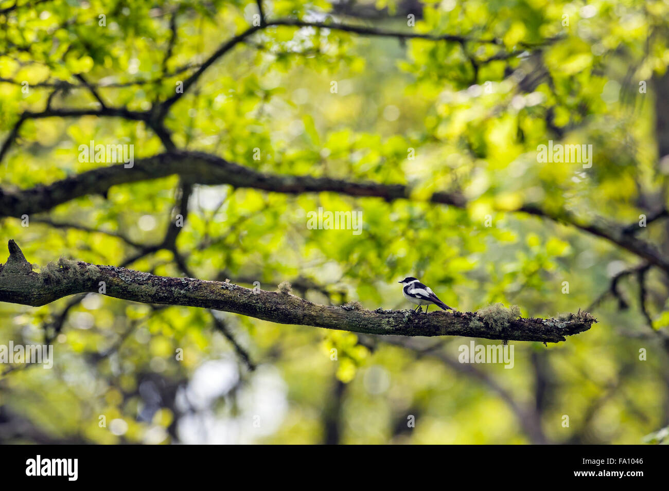 Collared flycatcher hi-res stock photography and images - Alamy