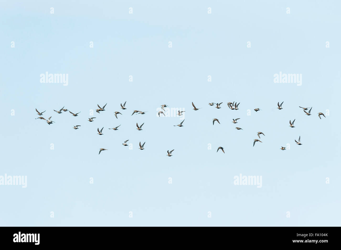 Dunlin birds hi-res stock photography and images - Alamy
