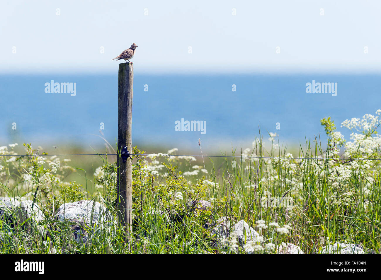 Sea lark hi-res stock photography and images - Alamy