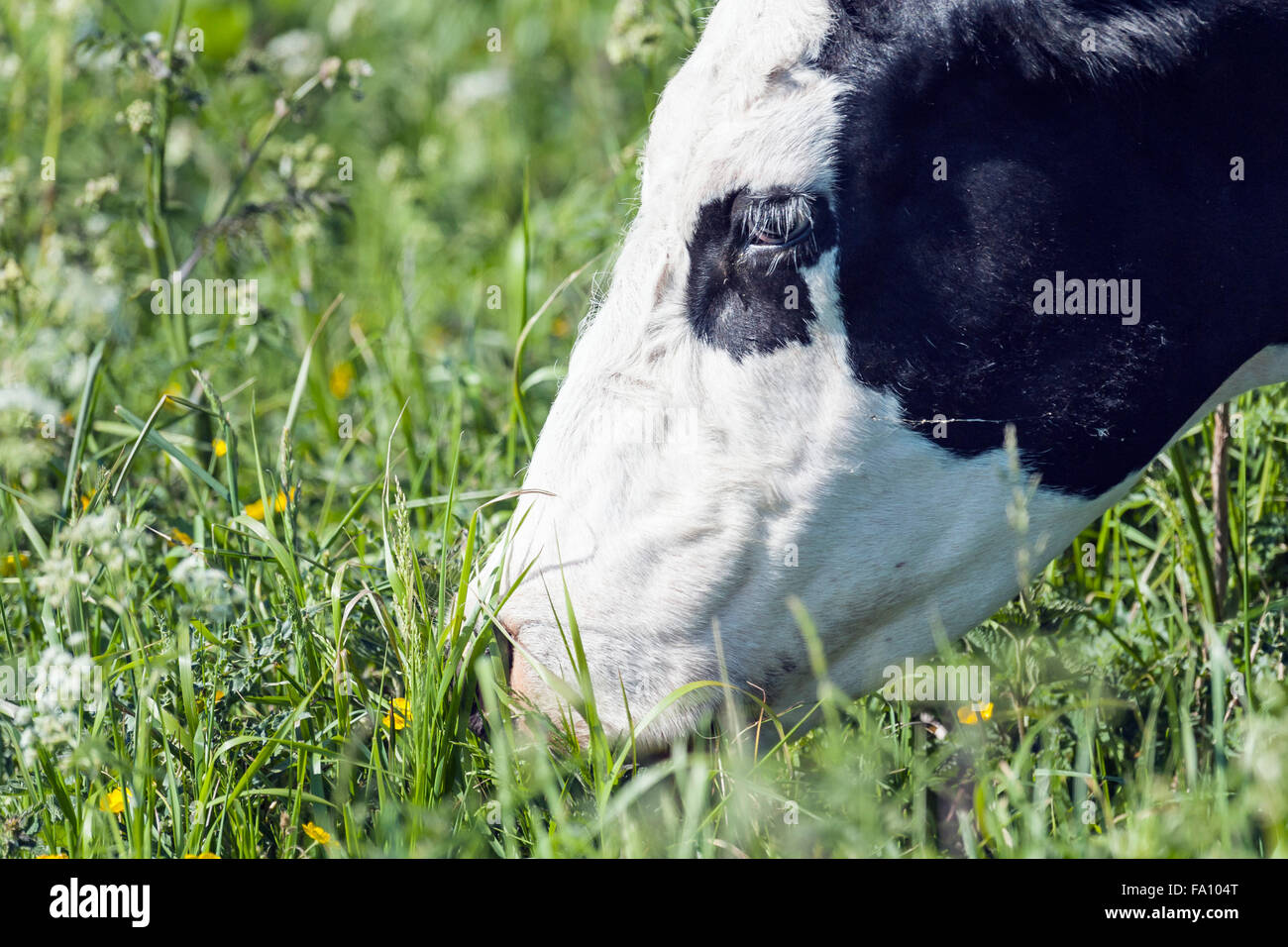Grazing cow hi-res stock photography and images - Alamy