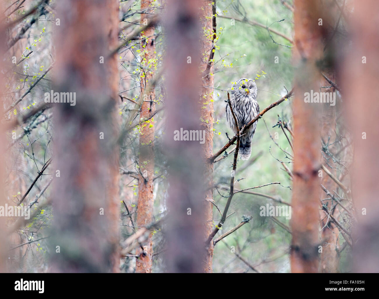 The ural owl hi-res stock photography and images - Alamy