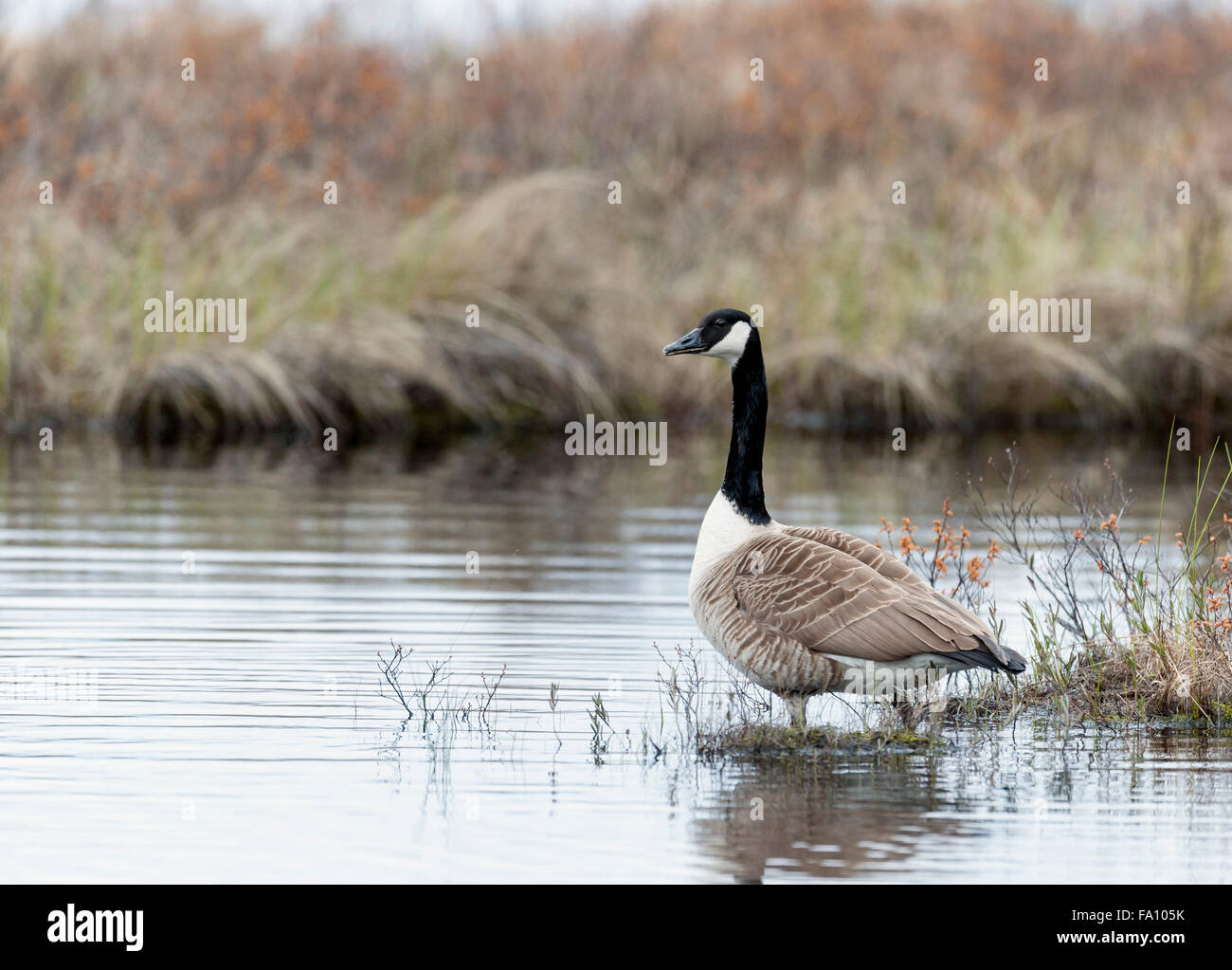 Mire bird birds hi-res stock photography and images - Alamy