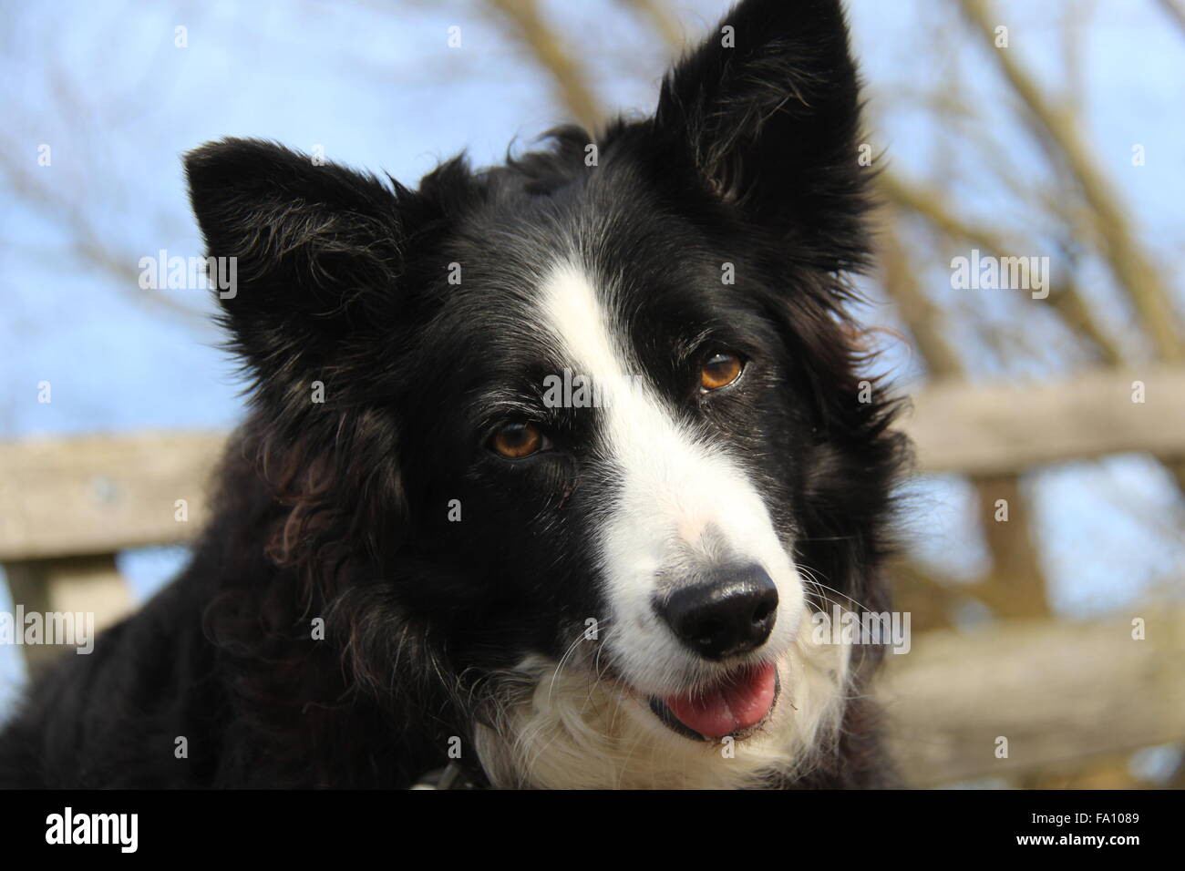 AN ADULT FEMALE COLLIE DOG,CLOSE-UP VIEW OF HEAD AND SHOULDERS IN ...