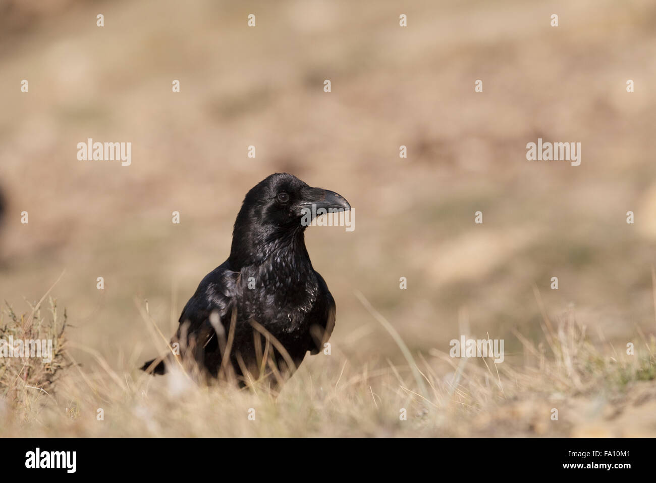 Raven, Corvus corvax Stock Photo - Alamy