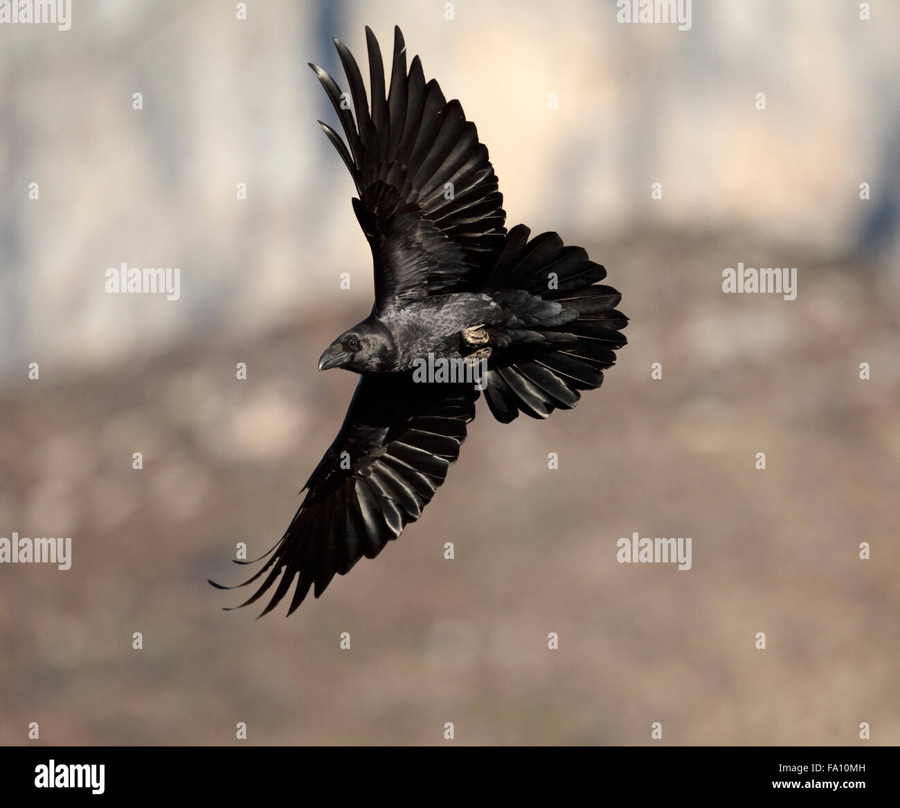 Corvus corvax hi-res stock photography and images - Alamy