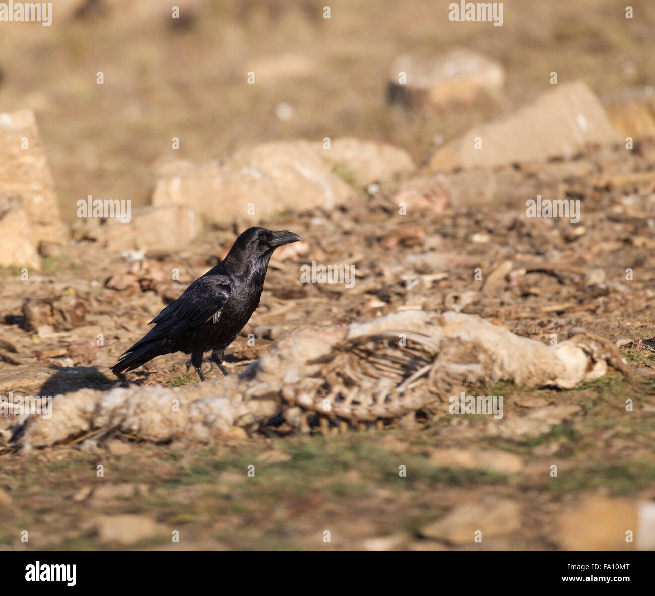 Corvus corvax hi-res stock photography and images - Alamy