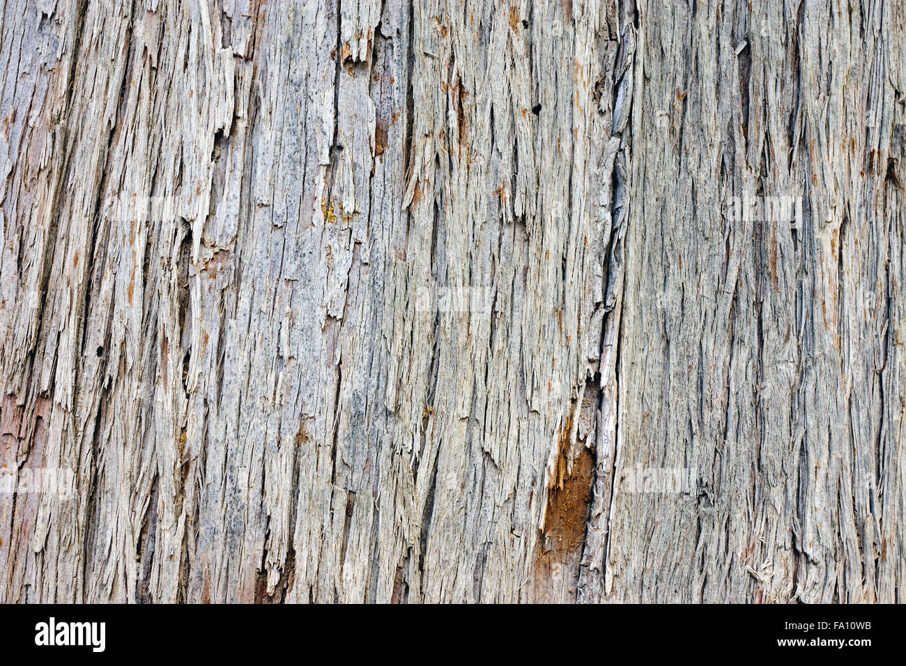 Tree bark design hi-res stock photography and images - Alamy