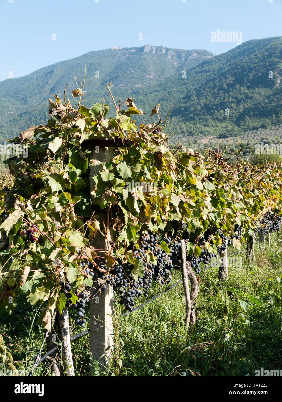 Grapes growing in a vineyard, Gokcealan, Agean region, Turkey Stock ...