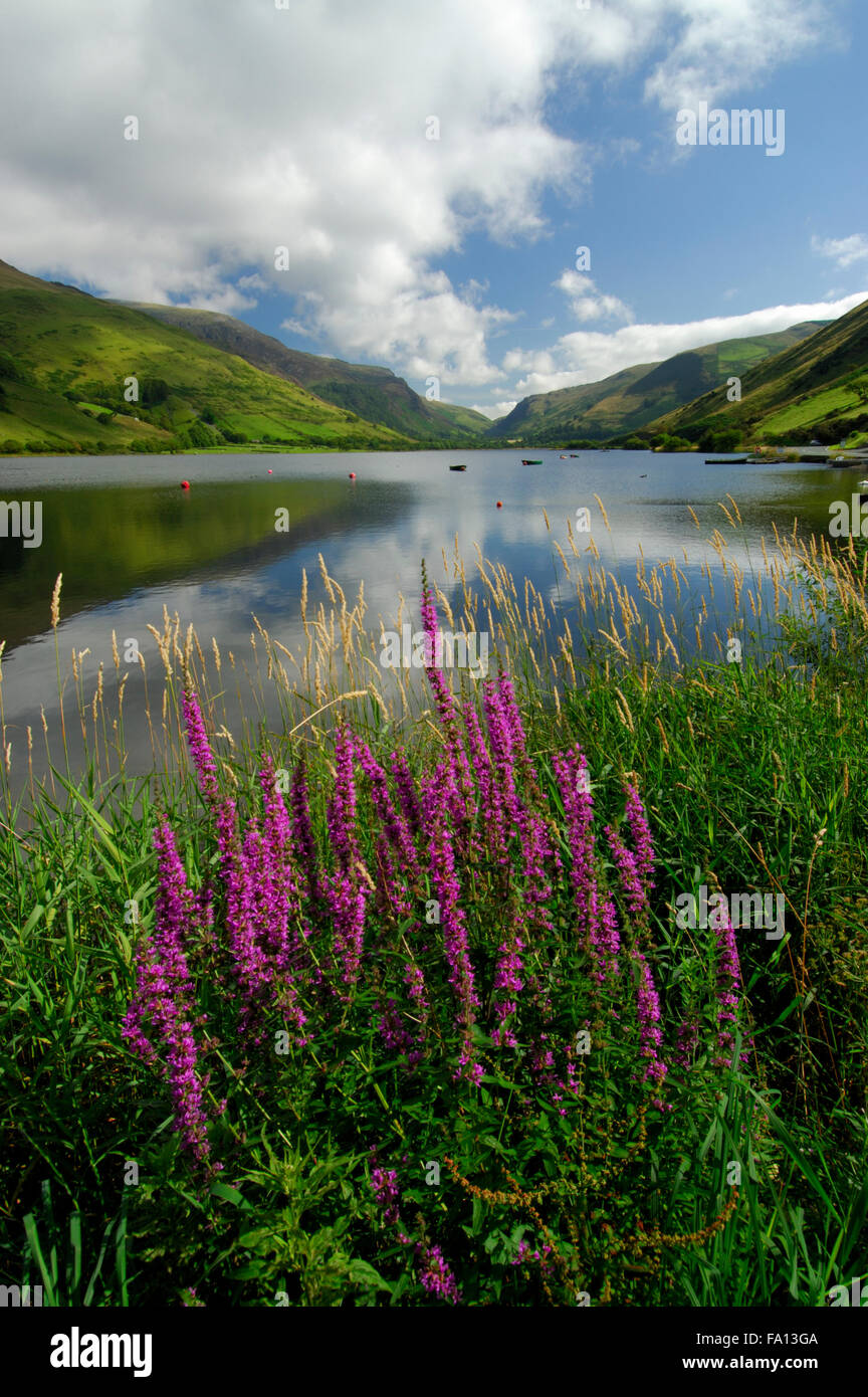 Tal-y-Llyn ( Llyn Mwyngil) Wales UK Stock Photo - Alamy Tal-y-Llyn ( Llyn Mwyngil) Wales UK Stock Photo - Alamy