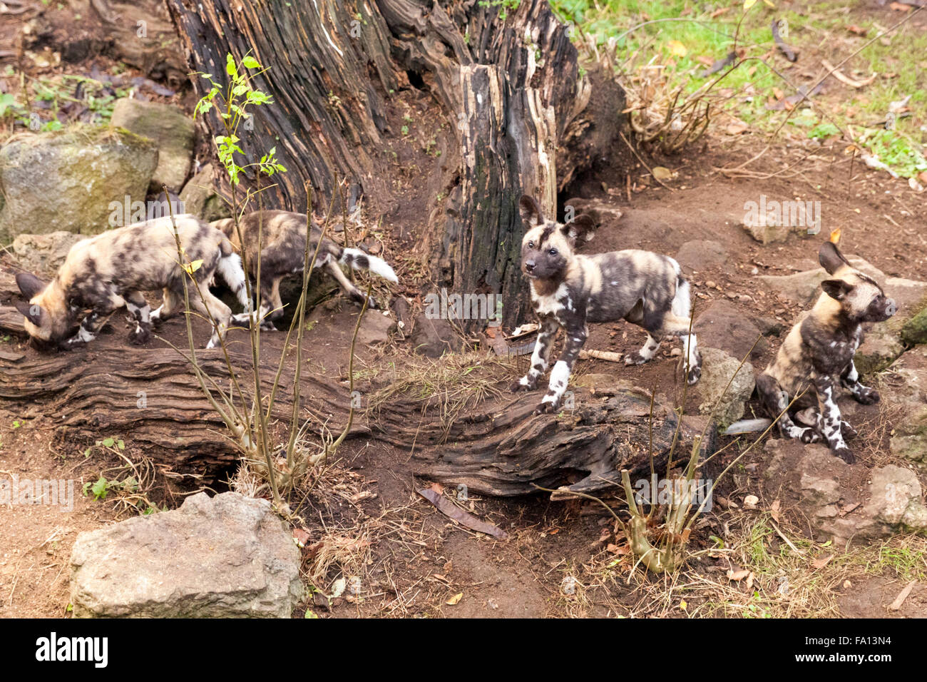 ZSL London Zoo, London, 19th December 2015. A litter of 11 hunting dog ...