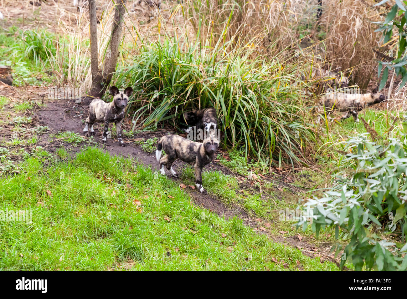 ZSL London Zoo, London, 19th December 2015. A litter of 11 hunting dog ...