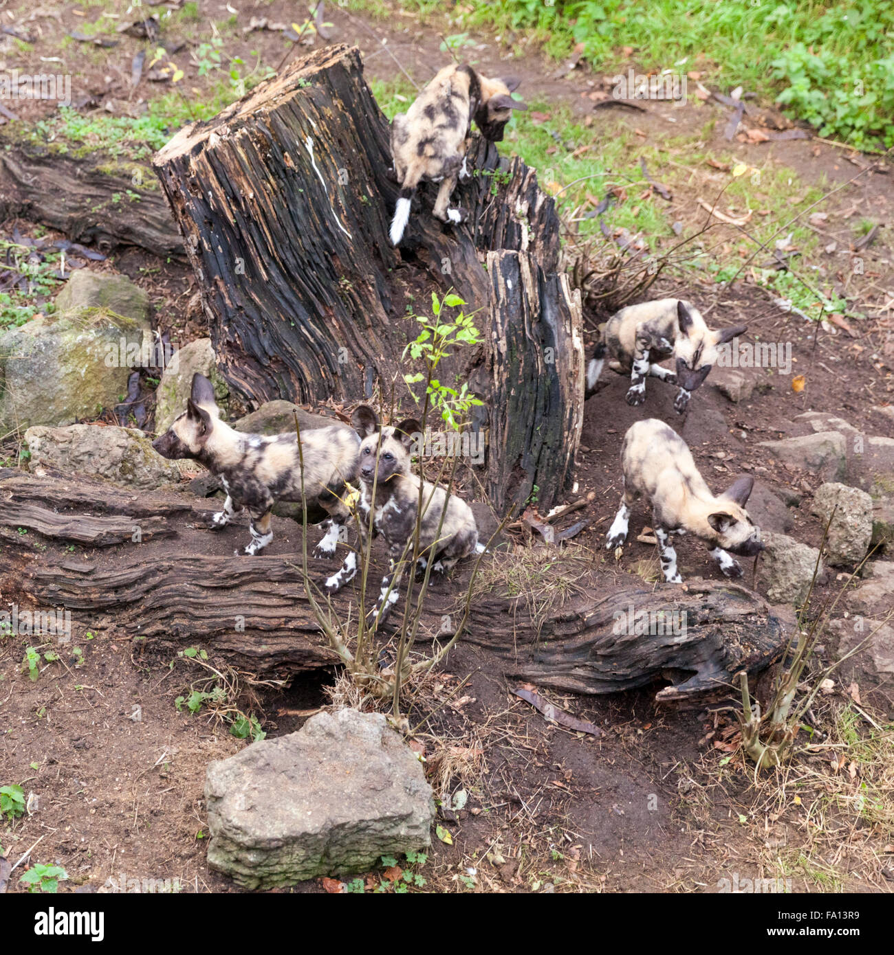 ZSL London Zoo, London, 19th December 2015. A litter of 11 hunting dog ...