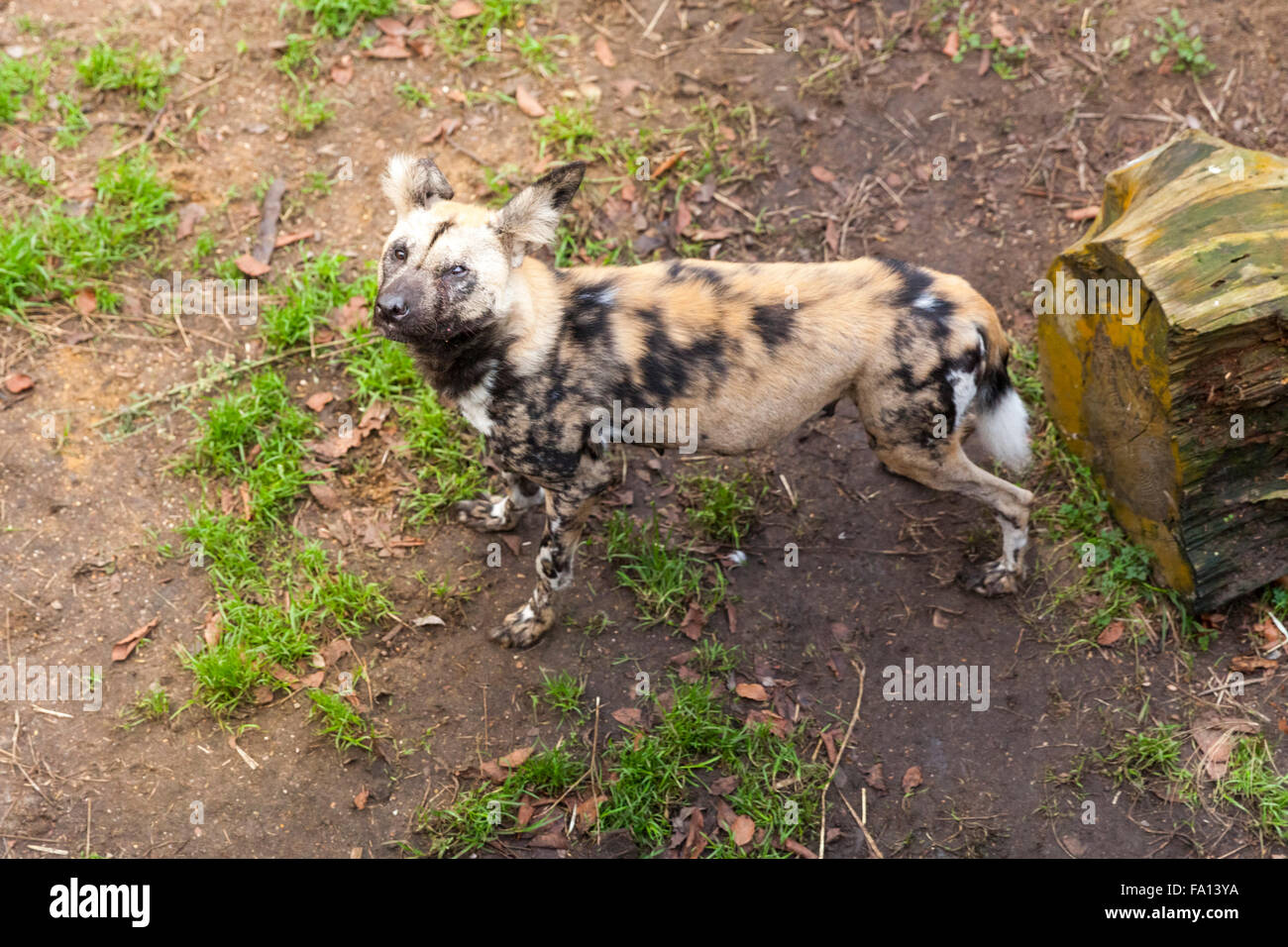 ZSL London Zoo, London, 19th December 2015. A litter of 11 hunting dog ...