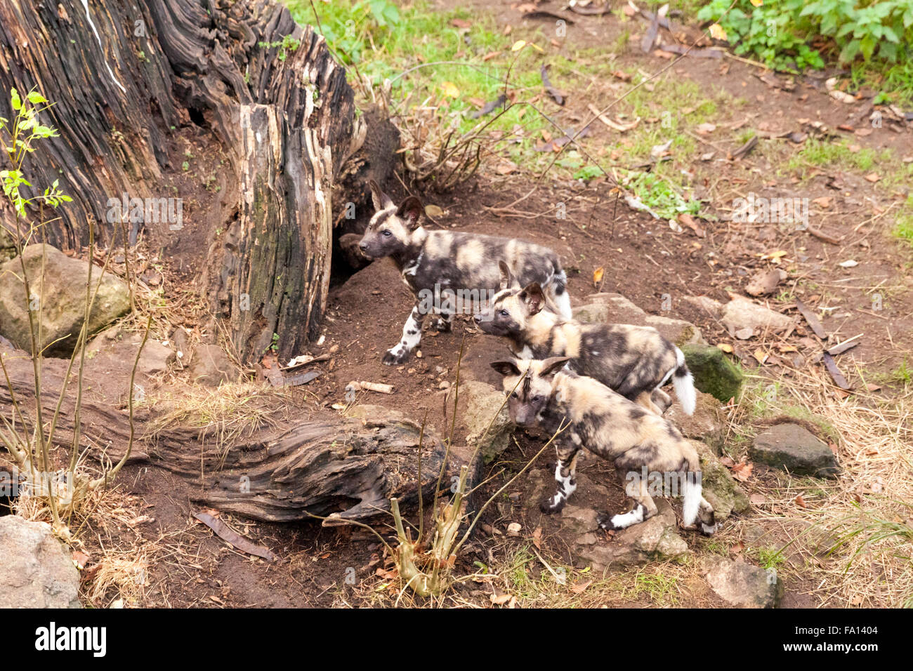 ZSL London Zoo, London, 19th December 2015. A litter of 11 hunting dog ...