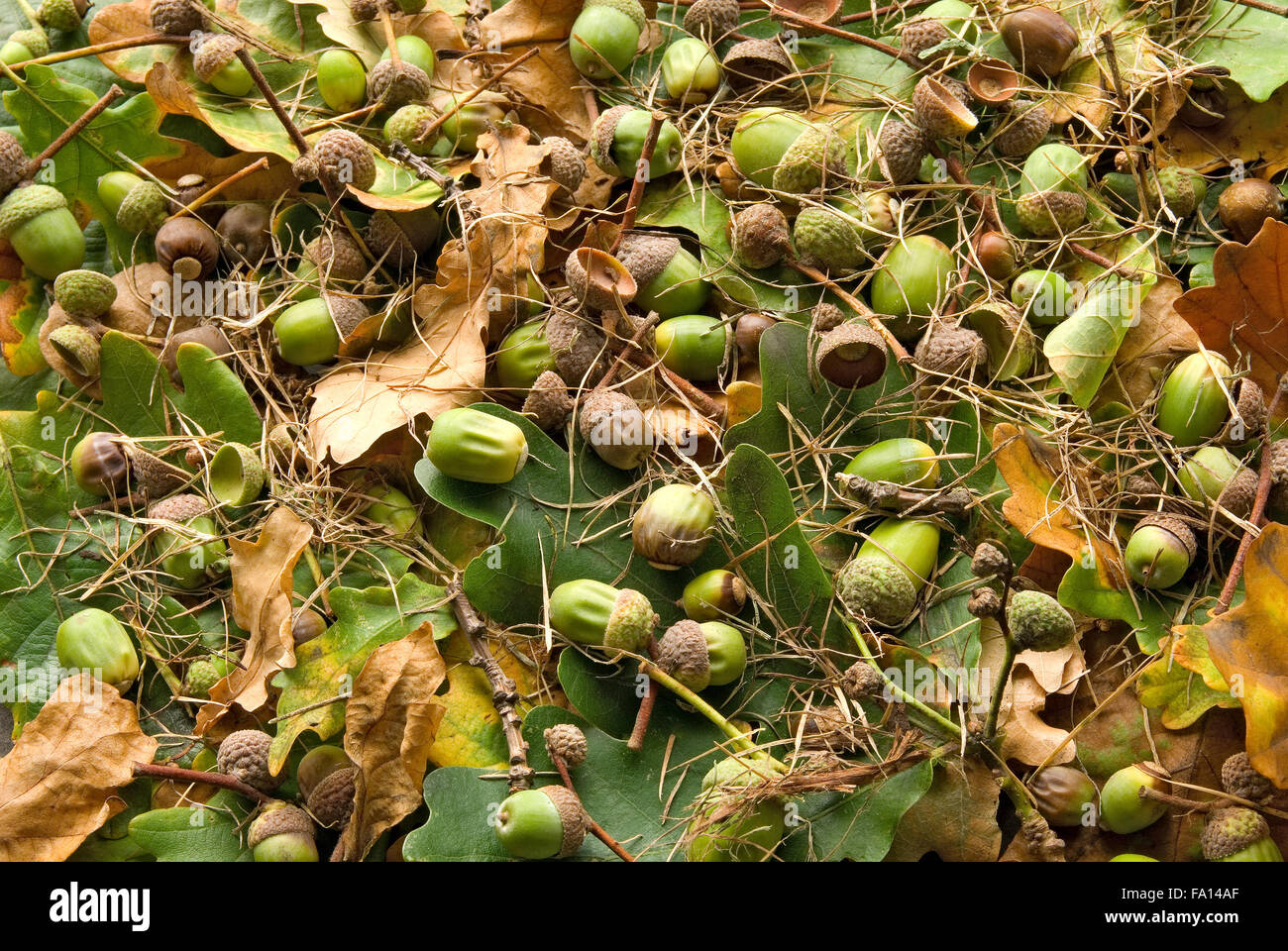 Oak leaf acorn hi-res stock photography and images - Alamy