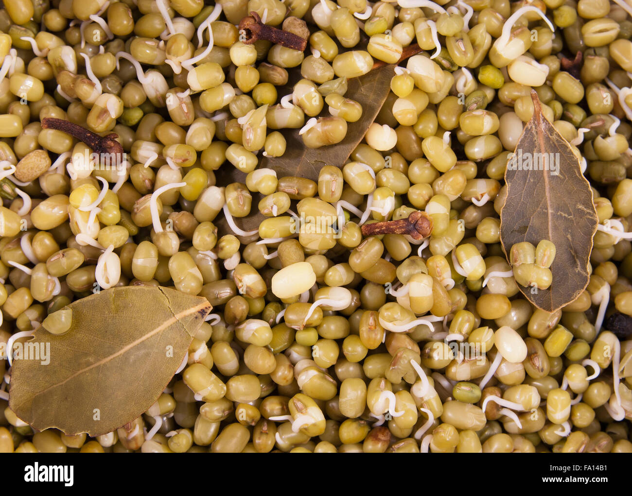 Mung beans germinated sprouts (boiled moong Stock Photo - Alamy