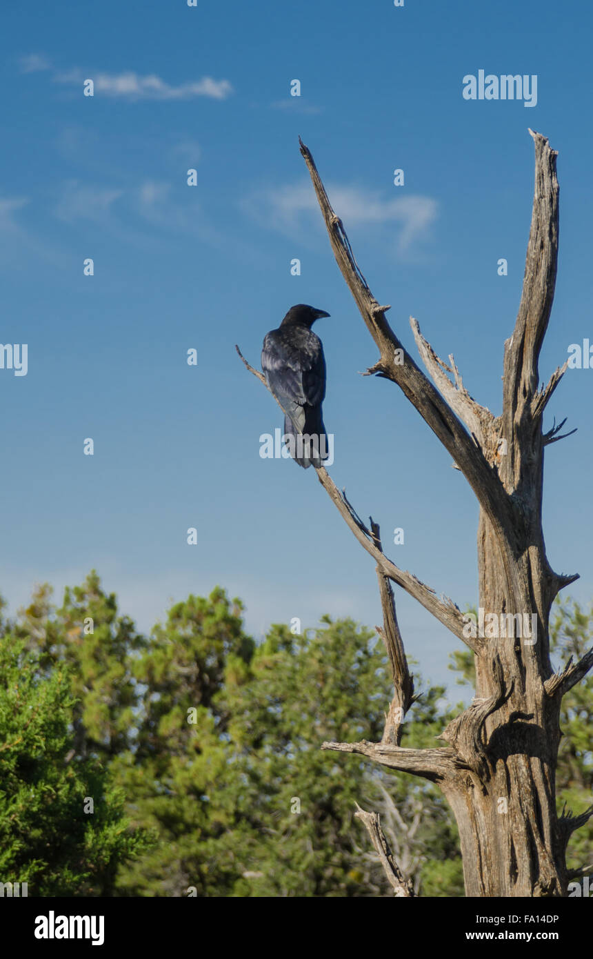 Raven in dead tree hi-res stock photography and images - Alamy