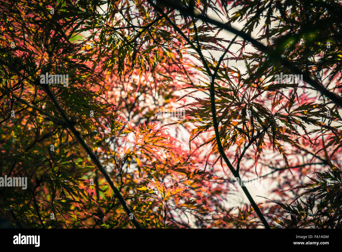 Japanese Red Maple at sunny summer day in park. Small GRIP Stock Photo ...