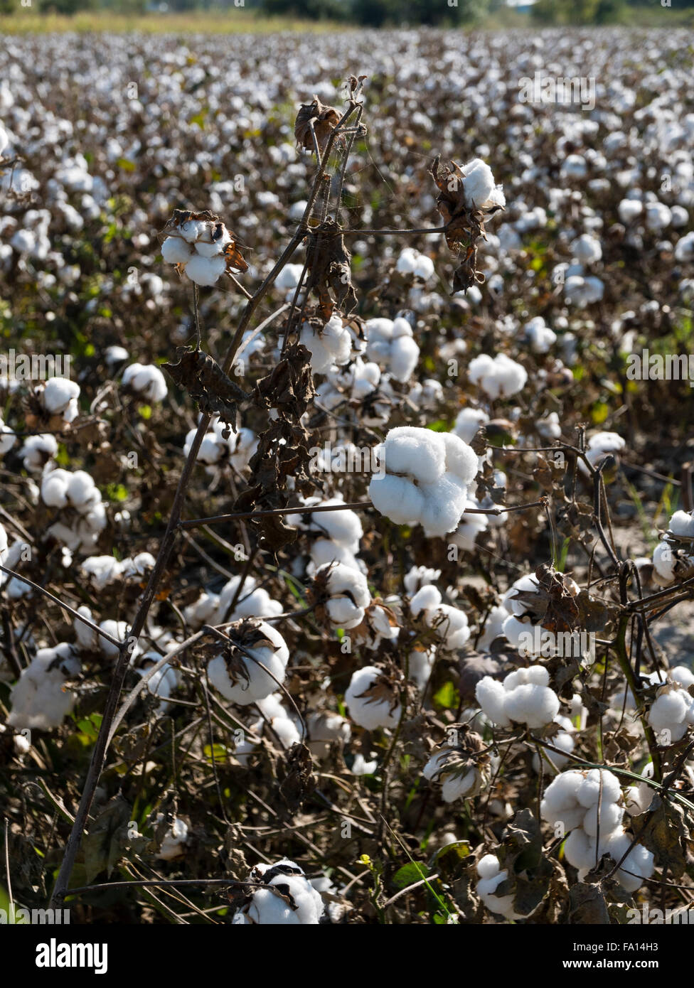 Sea Island Cotton Seed