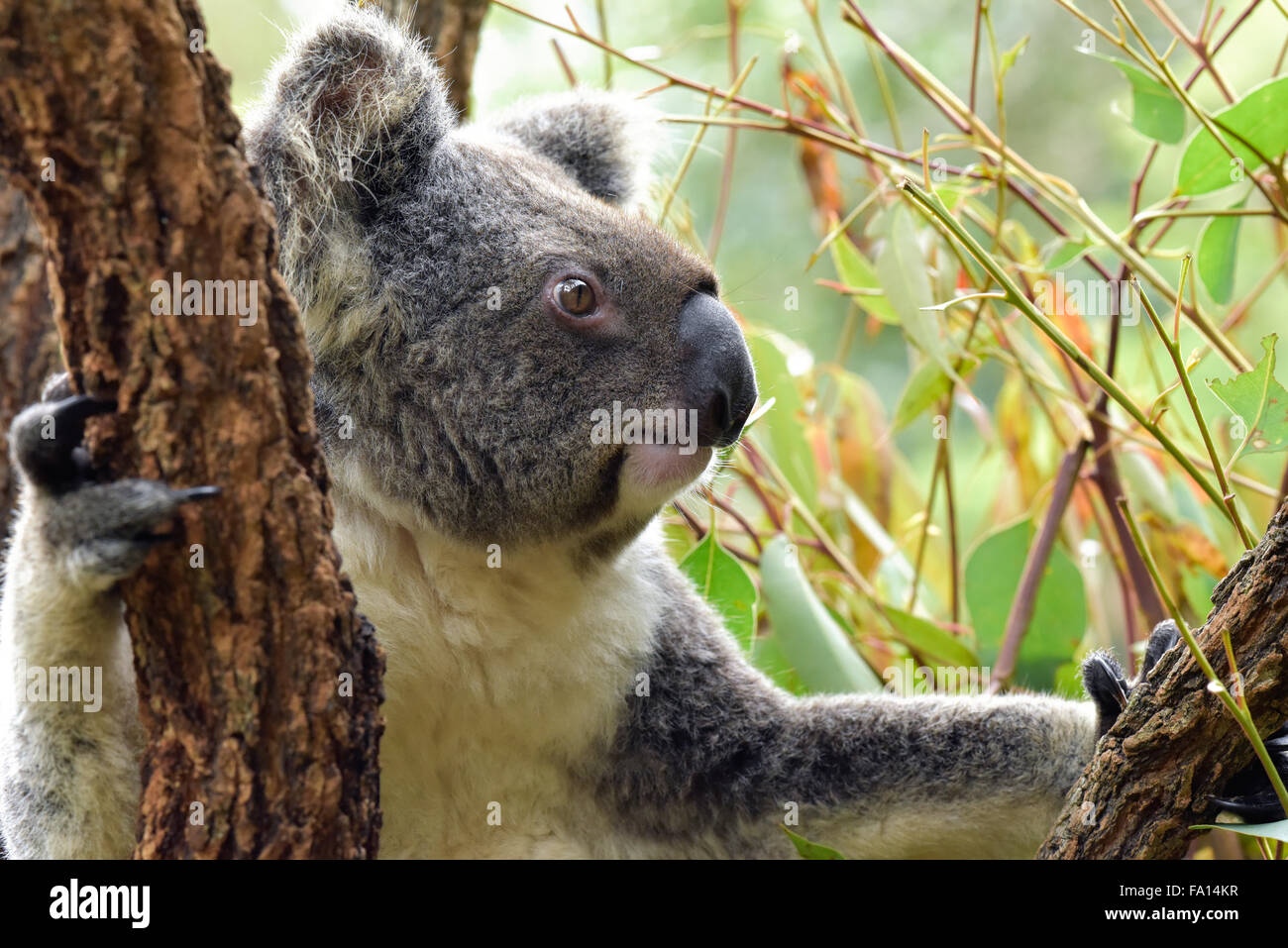 Queensland marsupial hi-res stock photography and images - Alamy