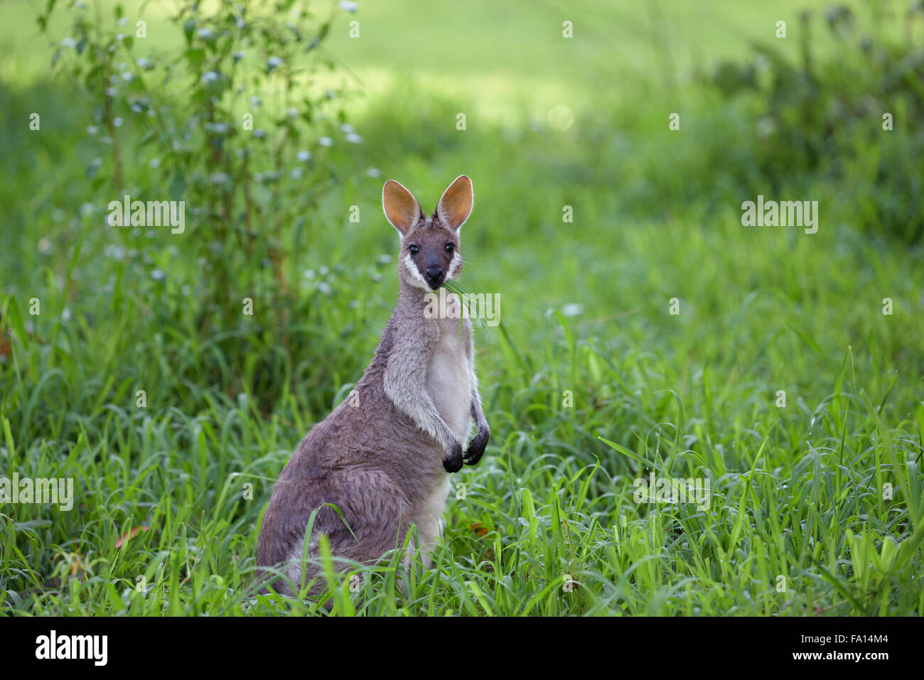 Australia Queensland pretty faced wallaby Stock Photo - Alamy