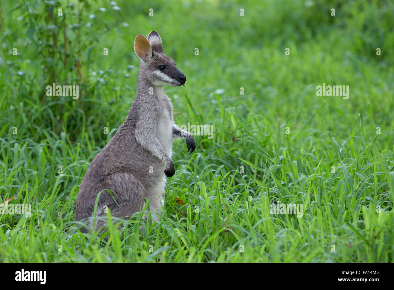 Australia Queensland pretty faced wallaby Stock Photo - Alamy