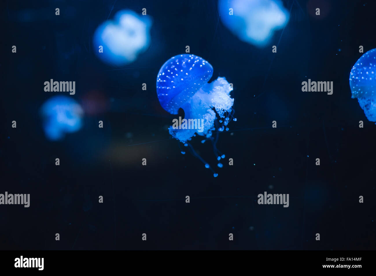 bank of jellyfish, beautiful sea creatures at the bottom of the ocean ...