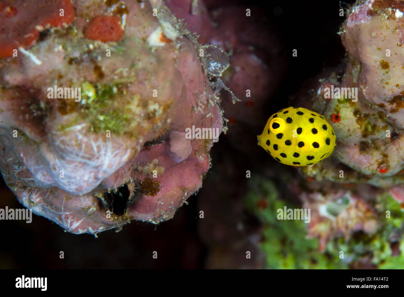 Juvenile Boxfish Swimming Stock Photo - Alamy
