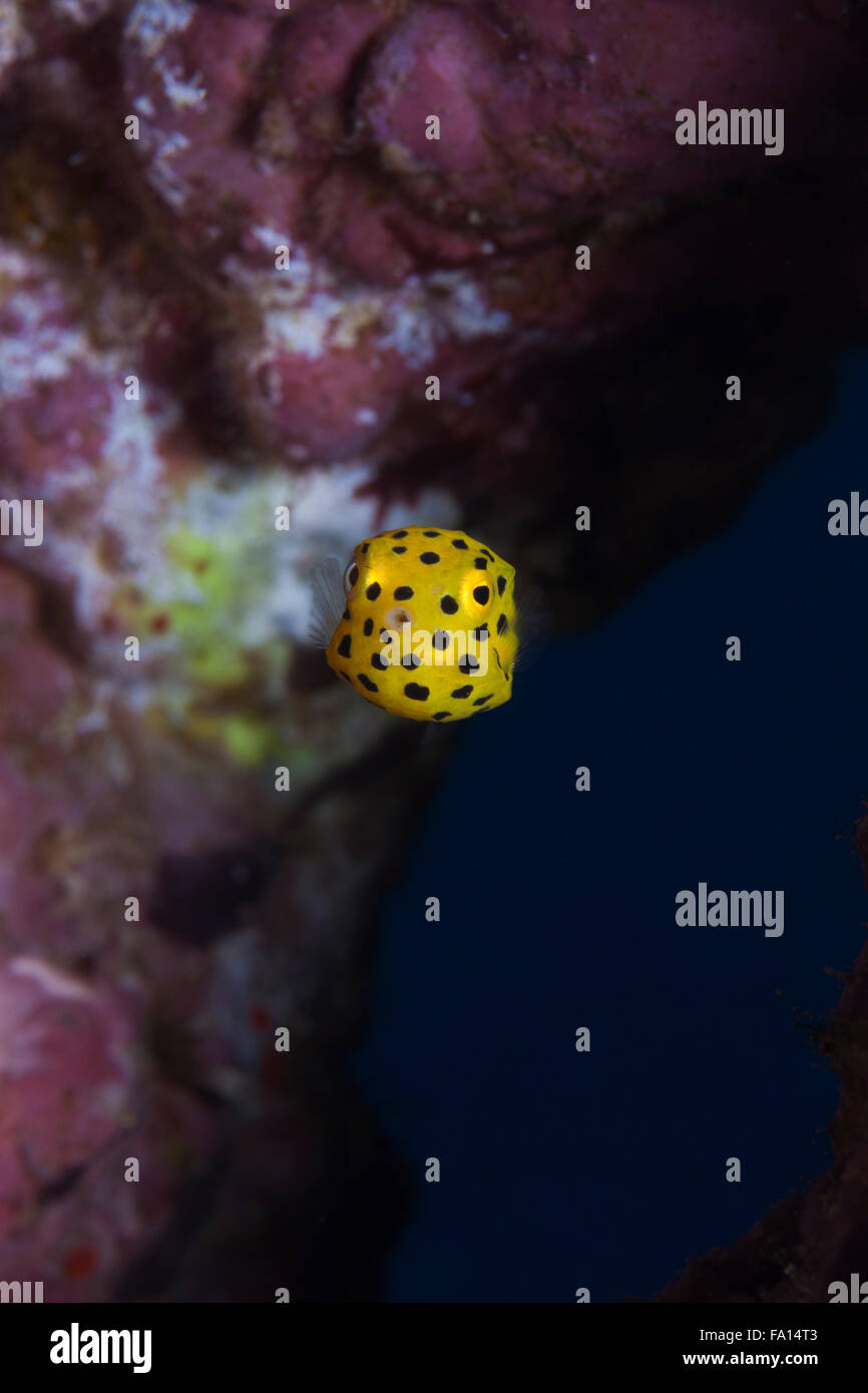 Juvenile Boxfish Swimming Stock Photo - Alamy
