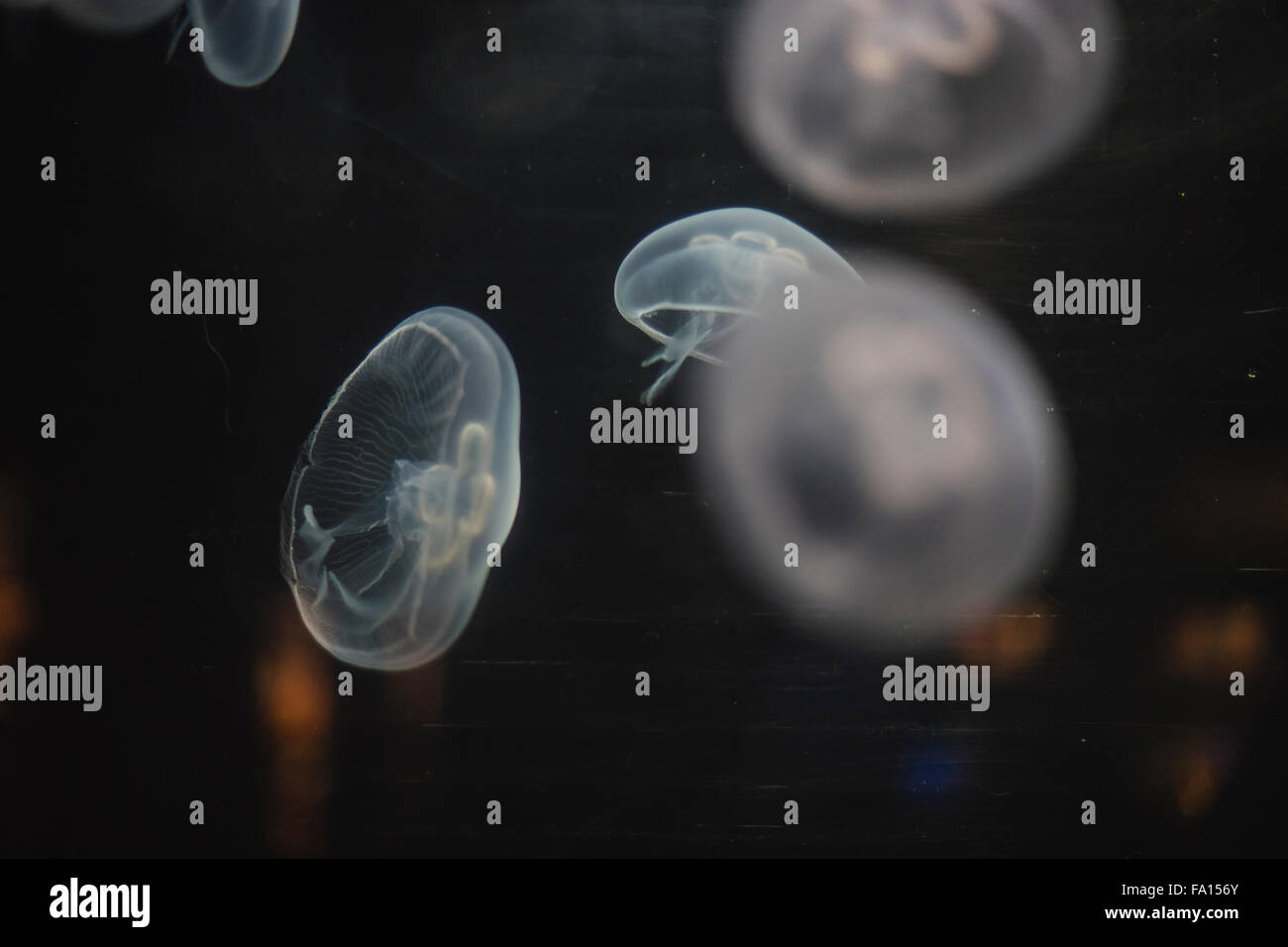 bank of jellyfish, beautiful sea creatures at the bottom of the ocean ...