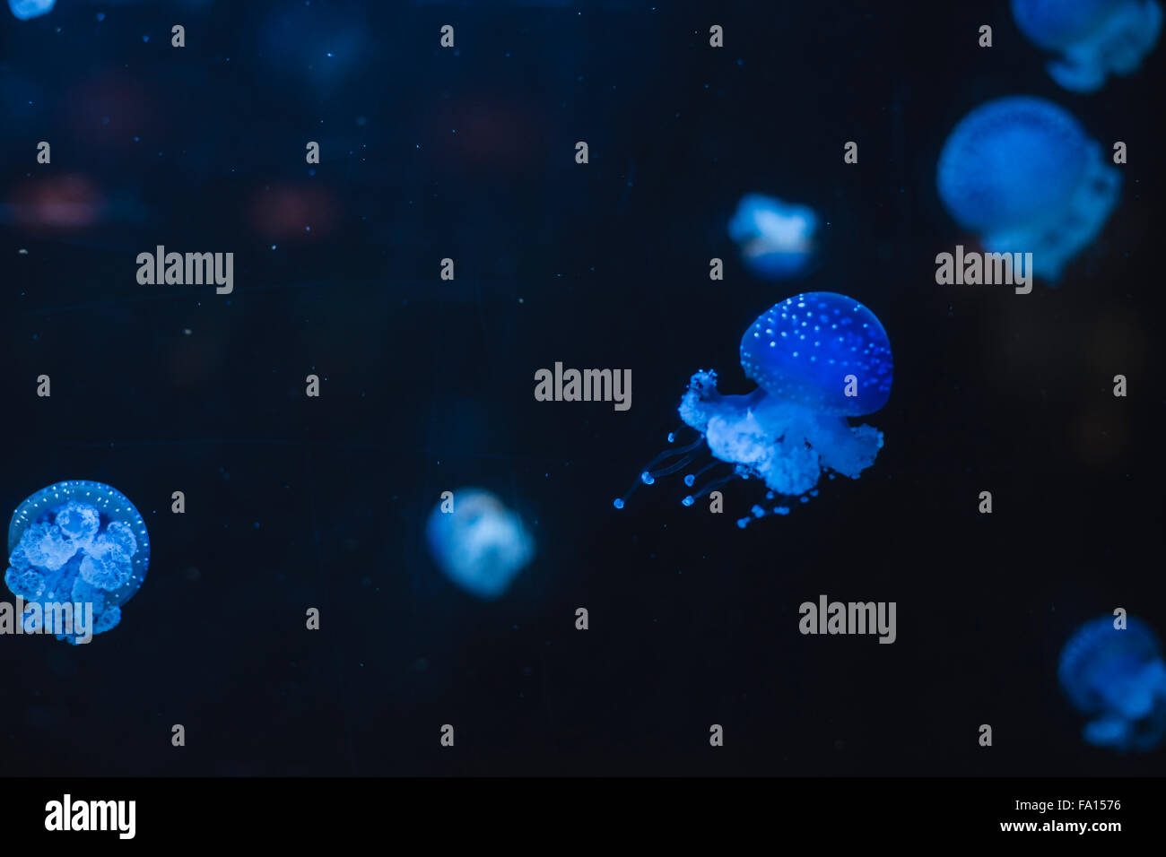 bank of jellyfish, beautiful sea creatures at the bottom of the ocean ...