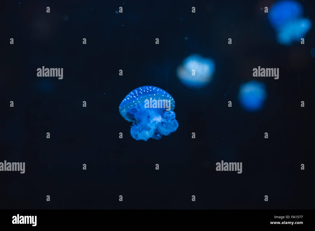 danger, bank of jellyfish, beautiful sea creatures at the bottom of the ...