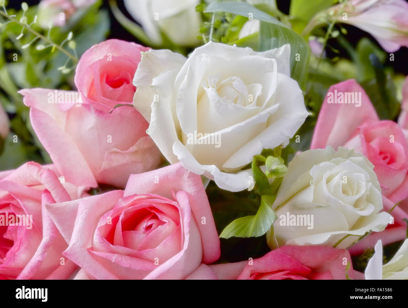 Pink white roses hi-res stock photography and images - Alamy