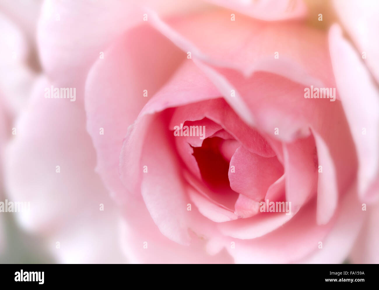 Close up roses hi-res stock photography and images - Alamy