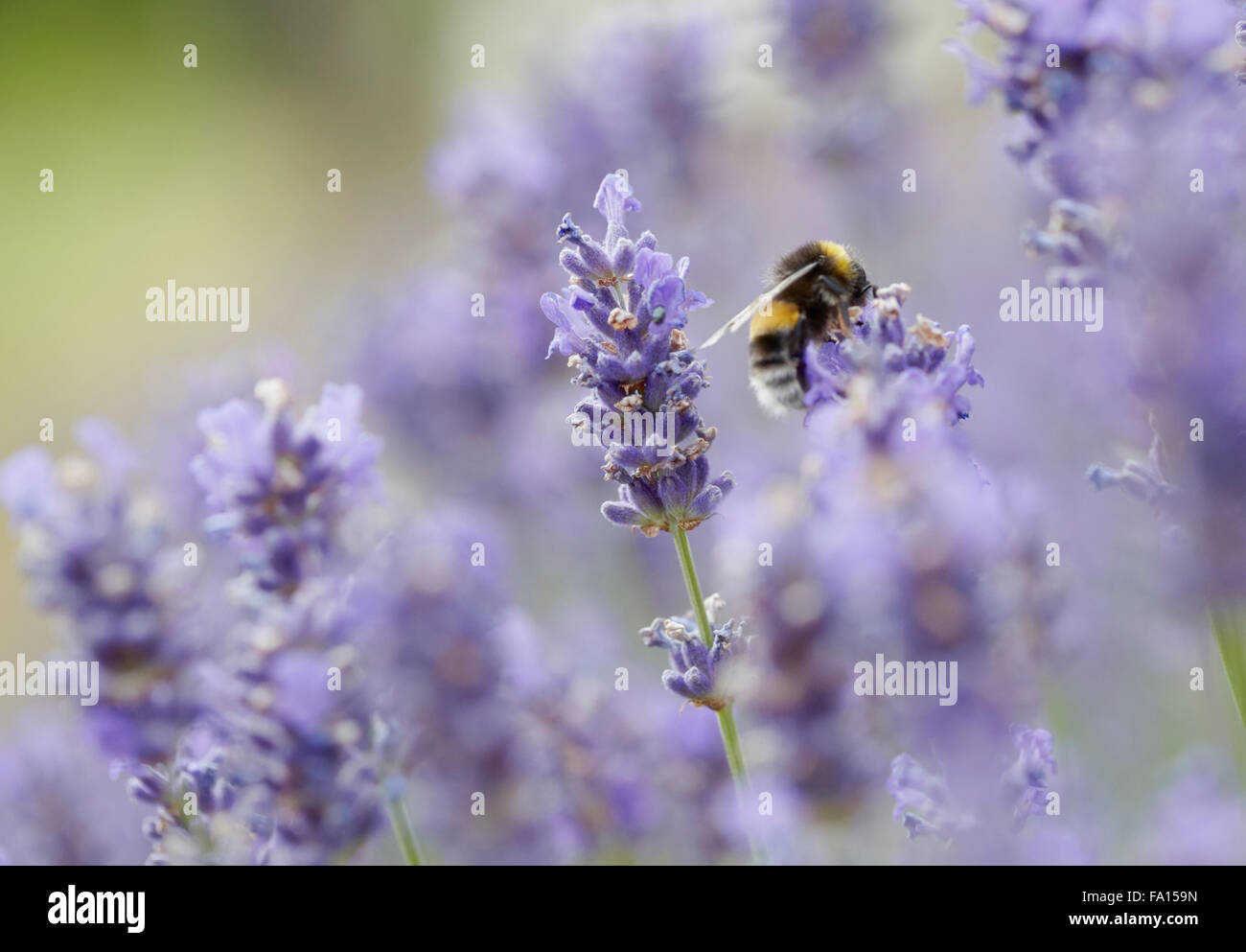 Lavender Flowering in an English country garden Stock Photo - Alamy
