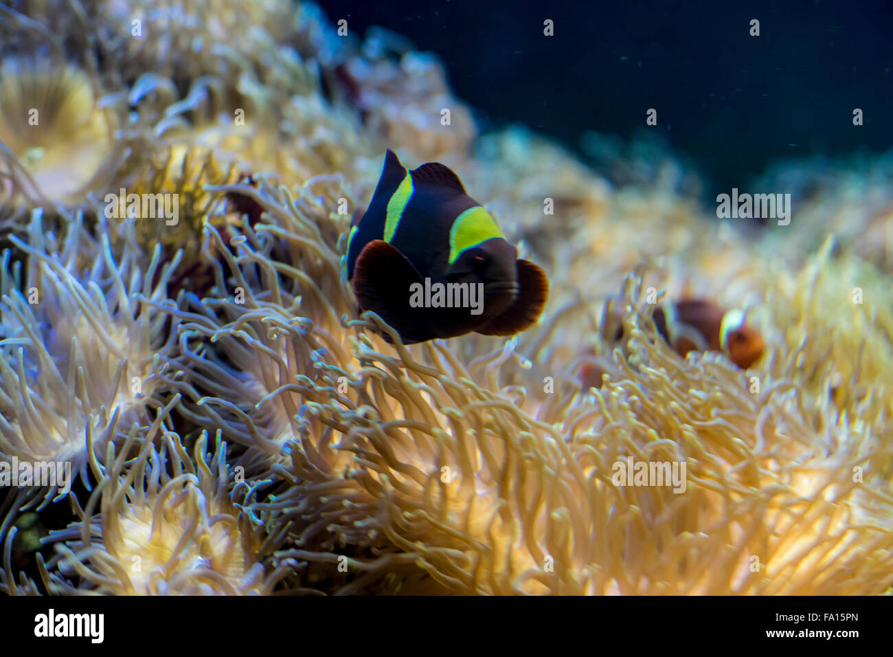 Ocellaris clownfish orange white host hi-res stock photography and ...